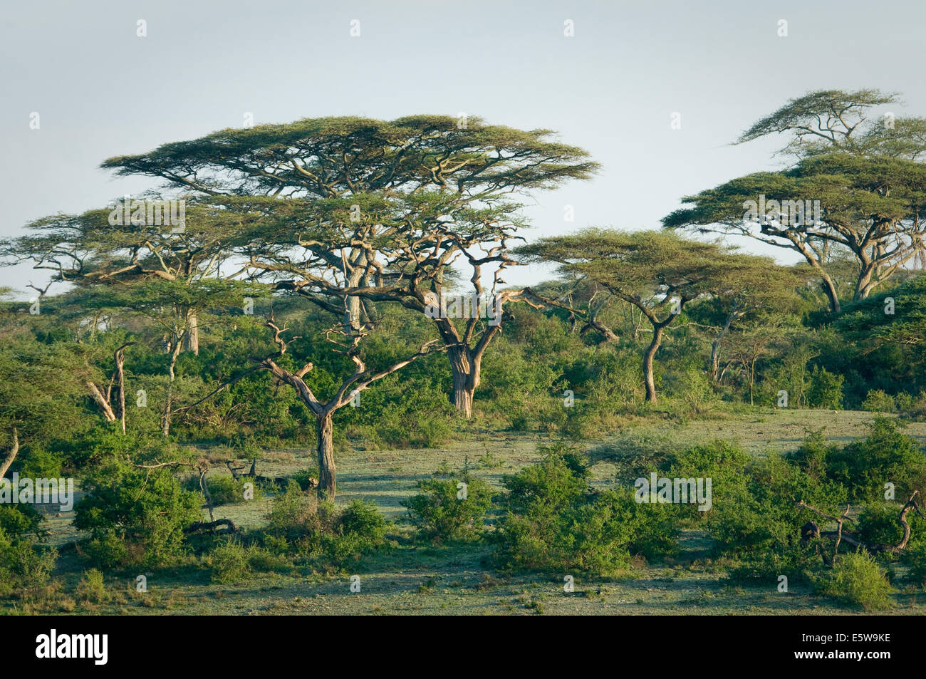 Acacia trees hi-res stock photography and images - Alamy