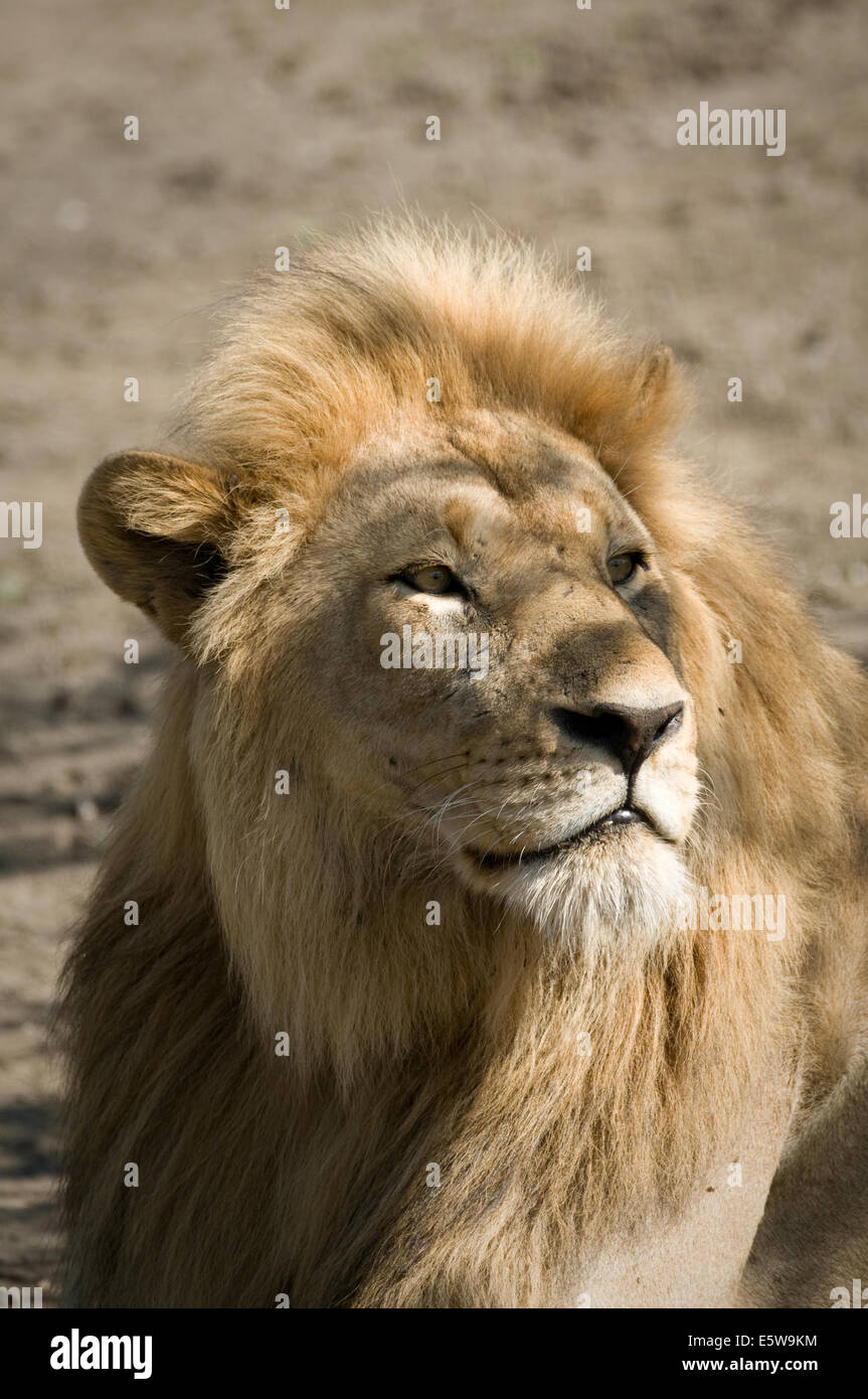 Head shot lion hi-res stock photography and images - Alamy