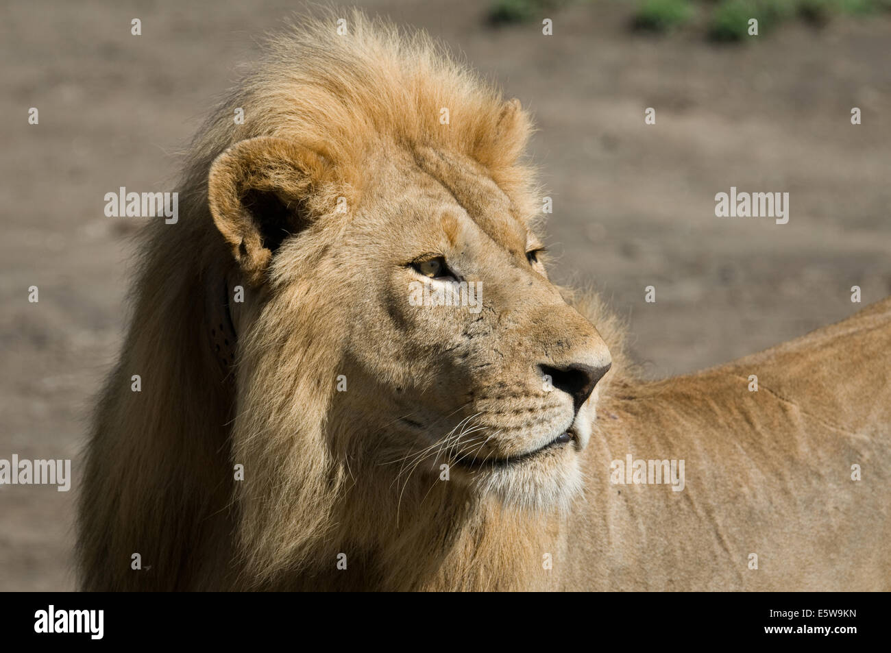 Head shot of lion Stock Photo - Alamy