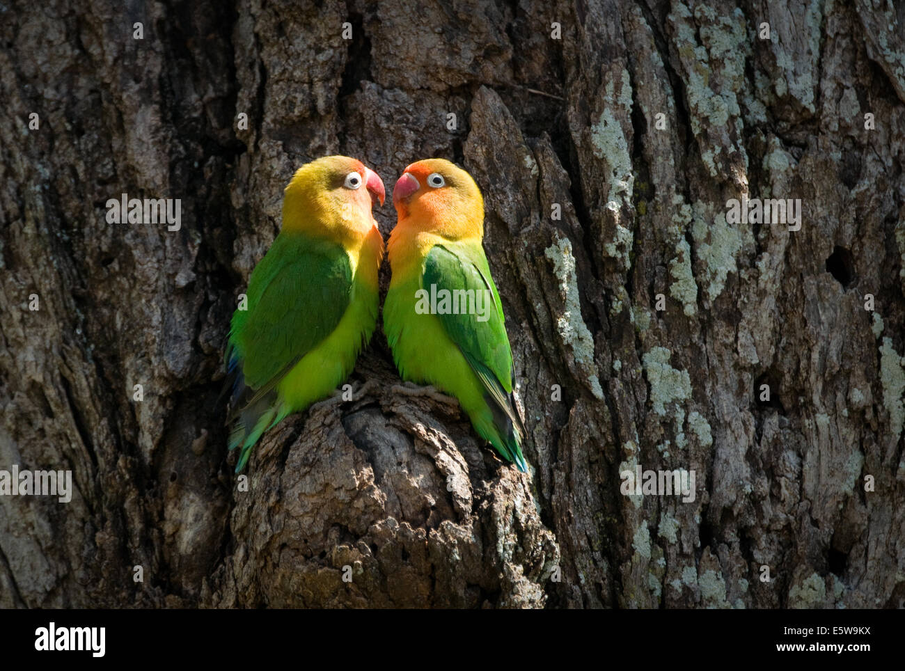 Two Fischer's Lovebirds on limb by tree trunk-touching beaks Stock ...