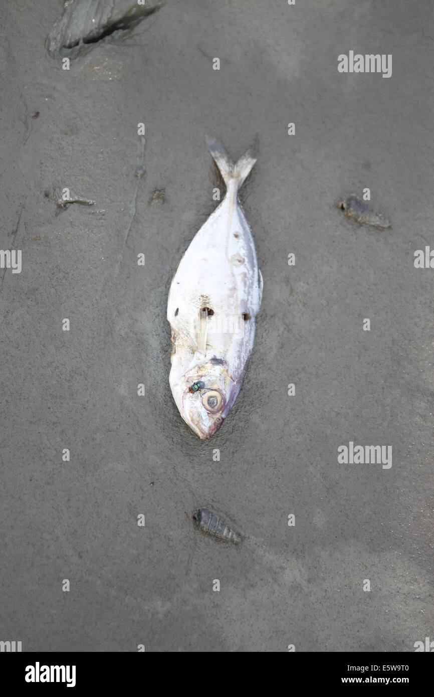 Dead sea fish hi-res stock photography and images - Alamy