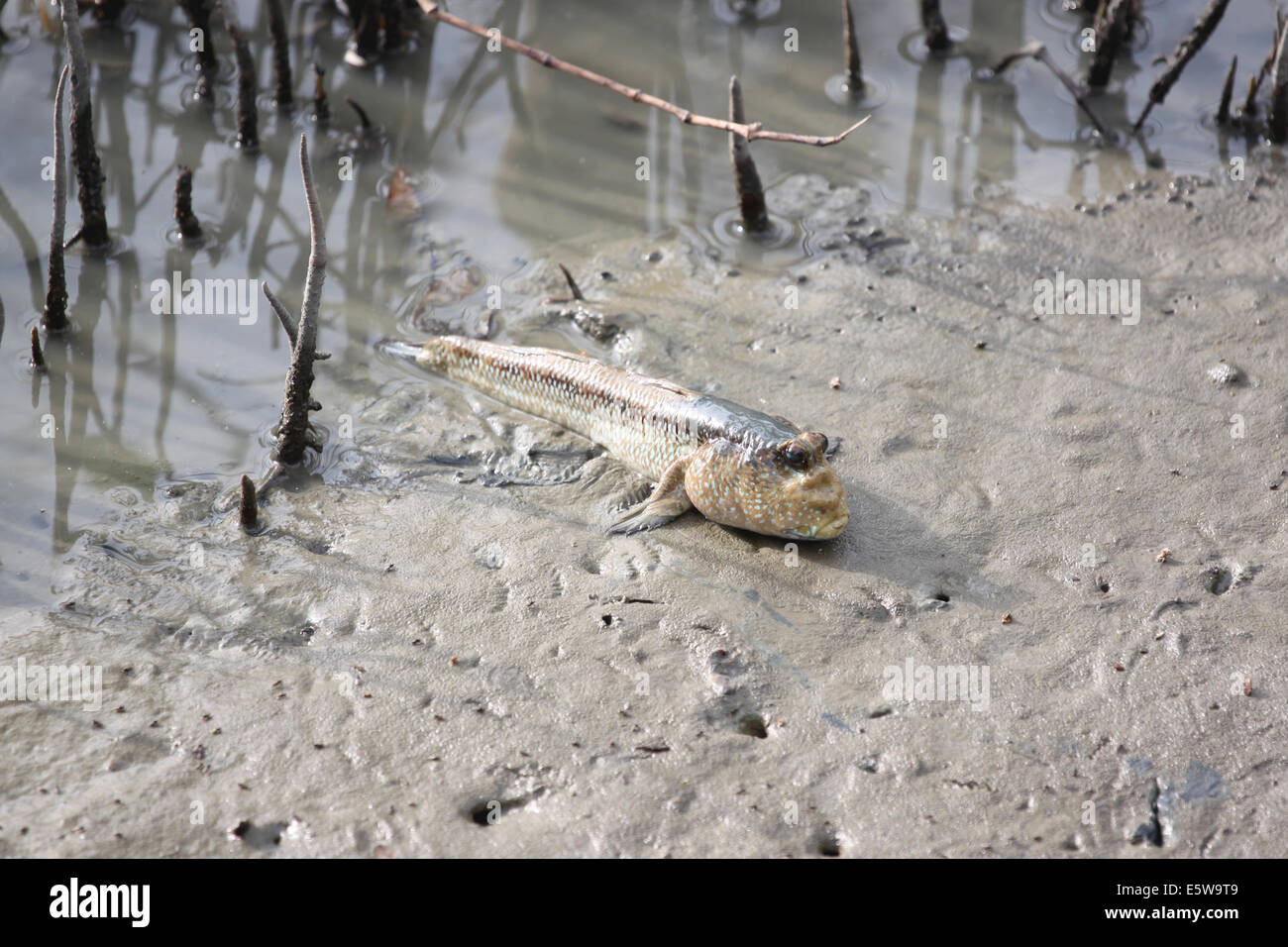 mudskipper on soil coastline in mangrove areas Stock Photo - Alamy