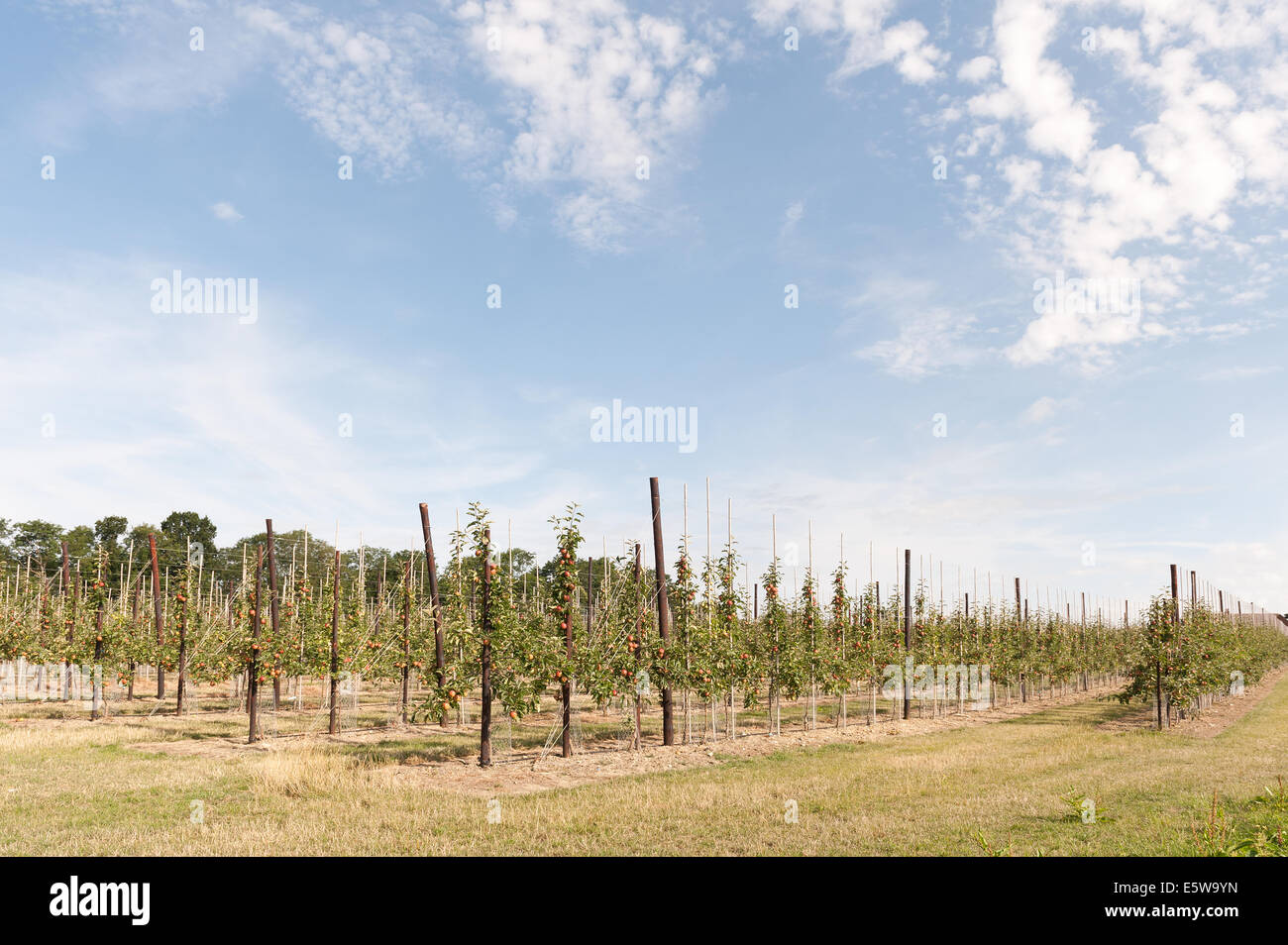 Orchard poles hi-res stock photography and images - Alamy