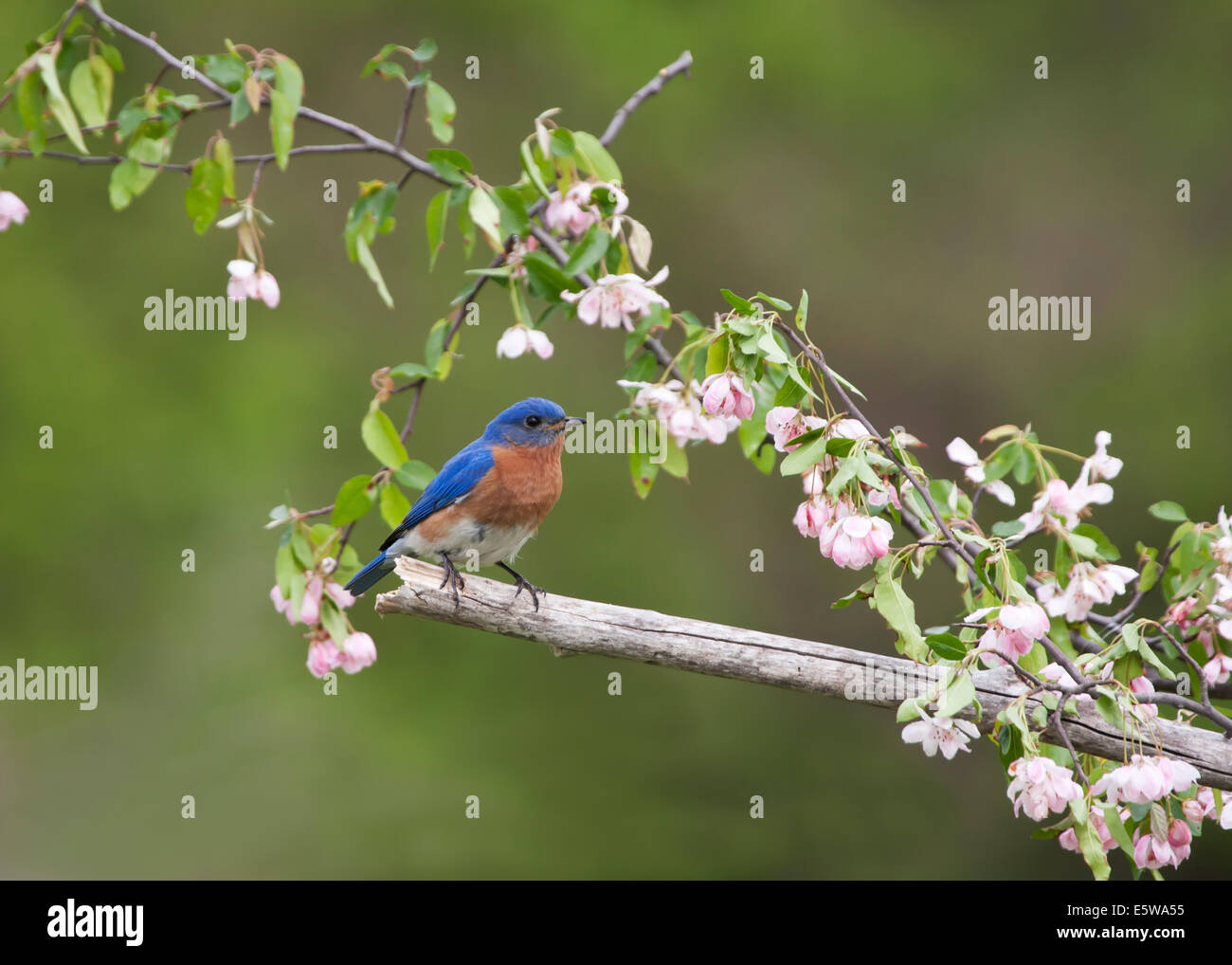 Bluebird in flowers hi-res stock photography and images - Alamy