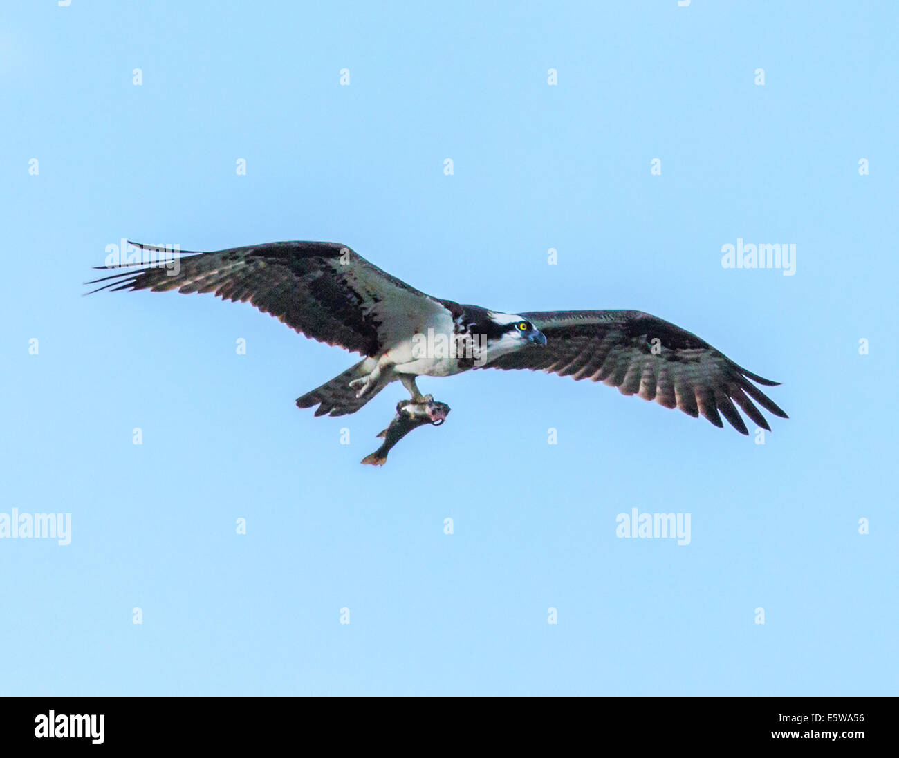 Osprey in flight carrying fresh caught fish, Pandion haliaetus, sea ...