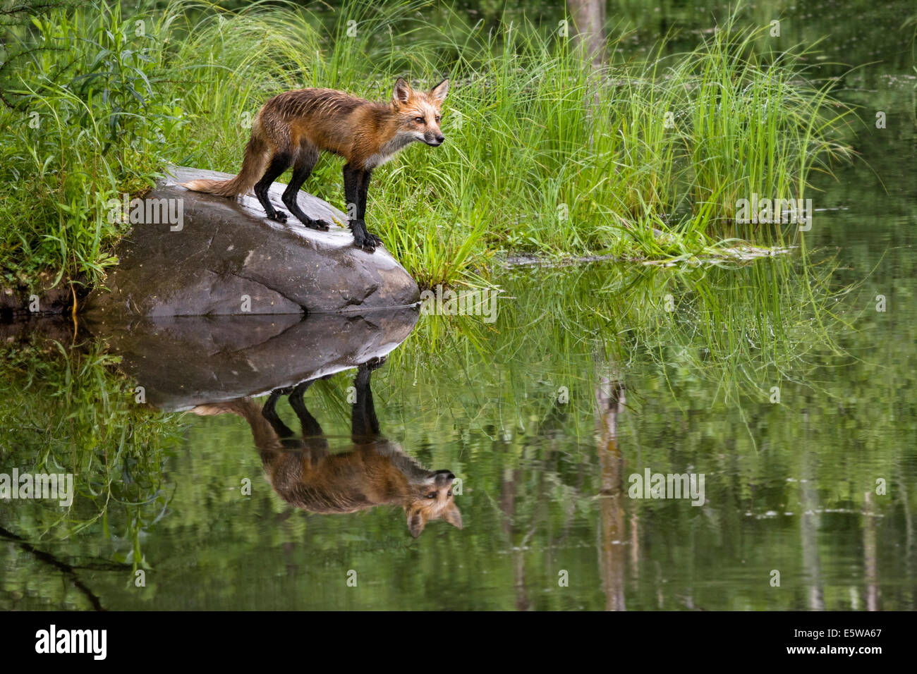 Red Fox with Clear Reflection in a Lake and Beautiful Green Natural ...