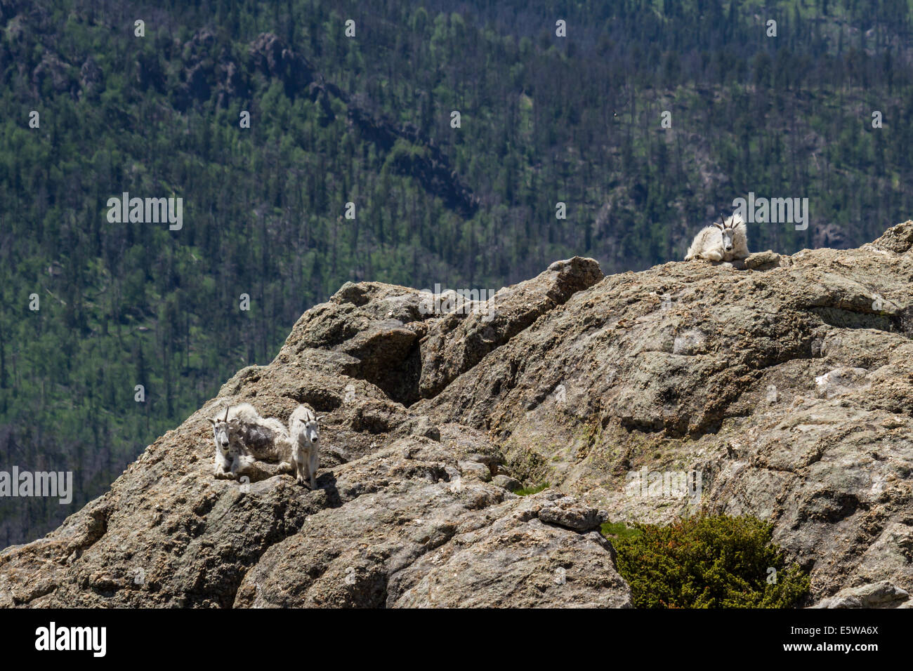 Goat standing on a ledge hi-res stock photography and images - Alamy