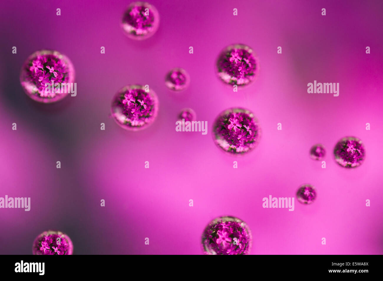 close up of multiple water drops of all sizes with a garden of pink ...