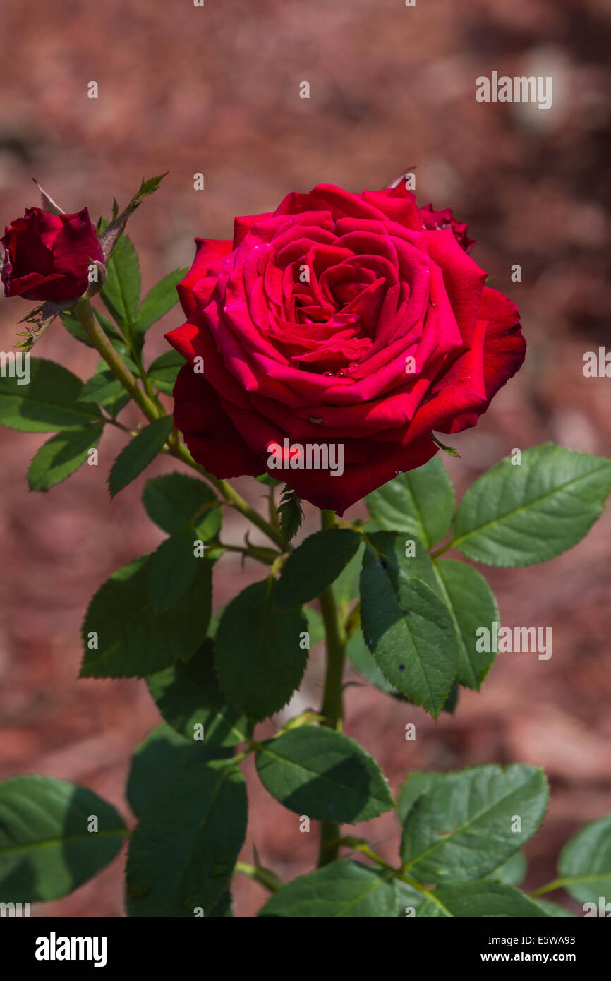Rose flower under sun hi-res stock photography and images - Alamy