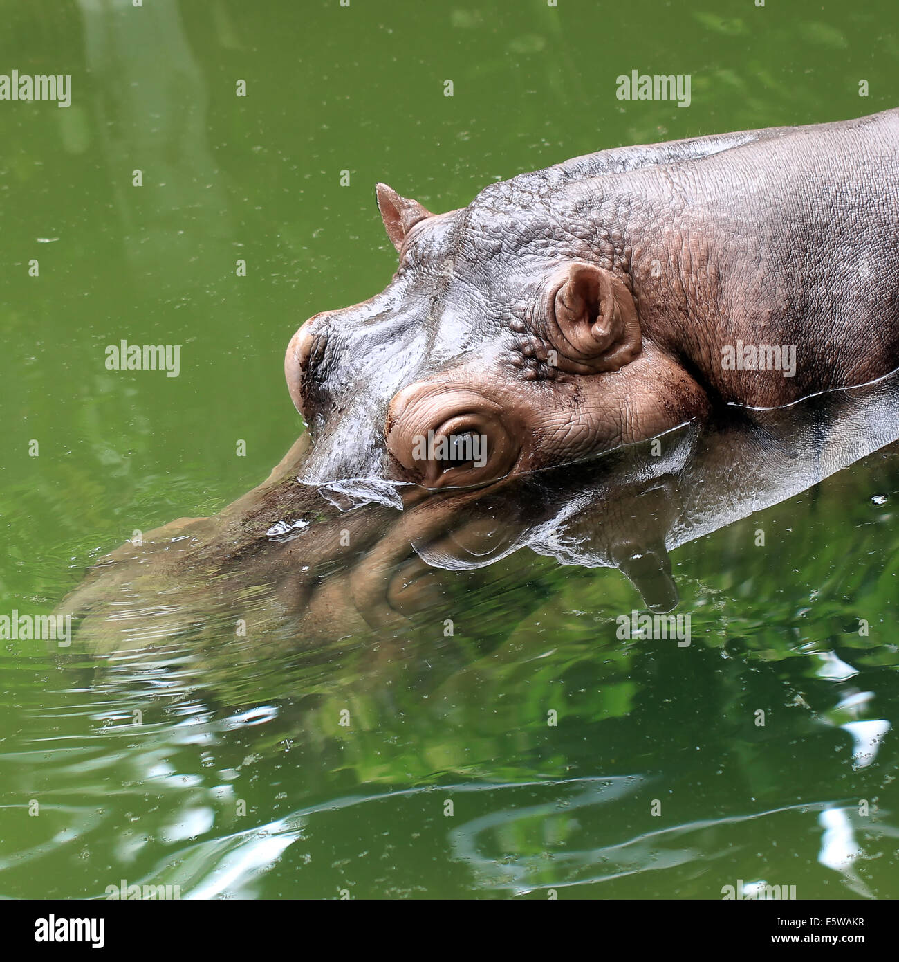 closeup of a hippopotamus in the water Stock Photo - Alamy