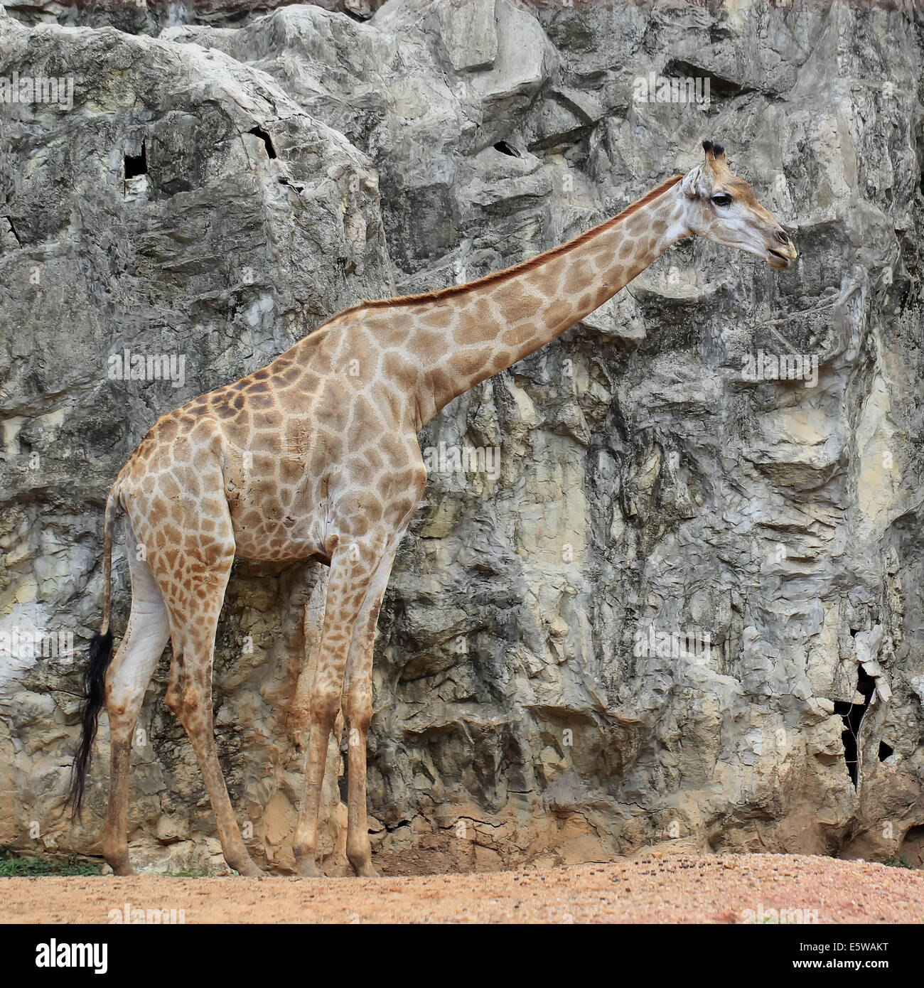 Giraffe pet hi-res stock photography and images - Alamy