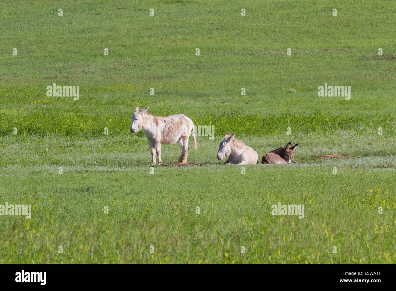 wild burros in the grass lands of Custer state park, South Dakota Stock ...