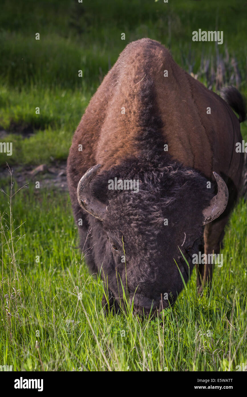 Map of bison hi-res stock photography and images - Alamy