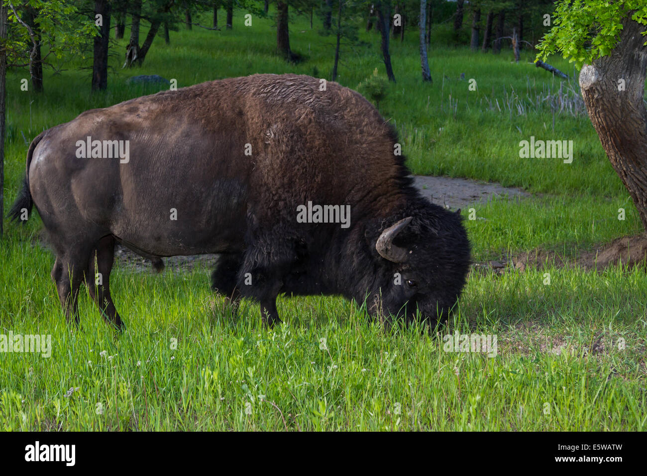 large map bison standing alone on green grass in South Dakota Stock ...