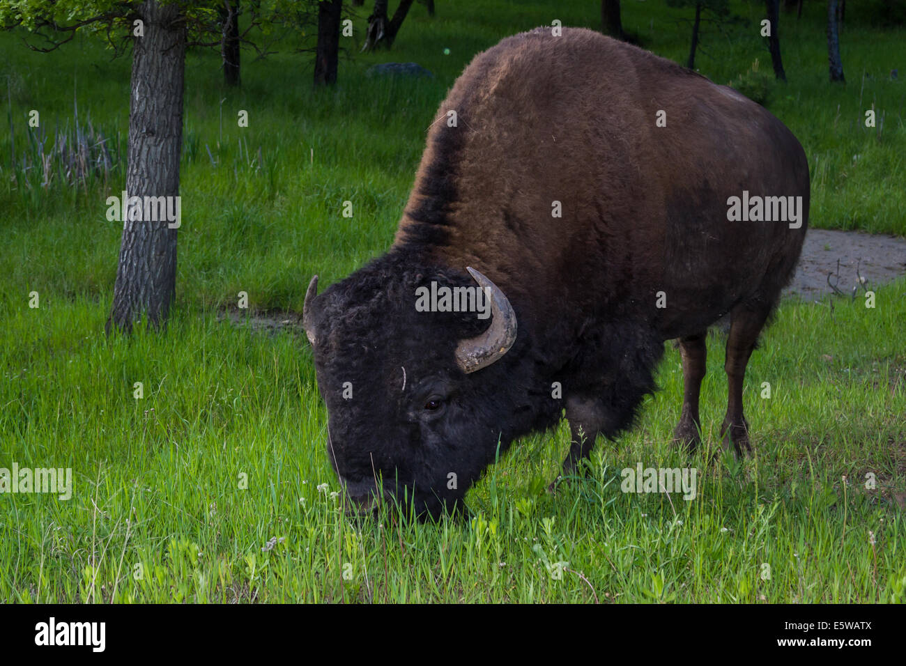 large map bison standing alone on green grass in South Dakota Stock ...