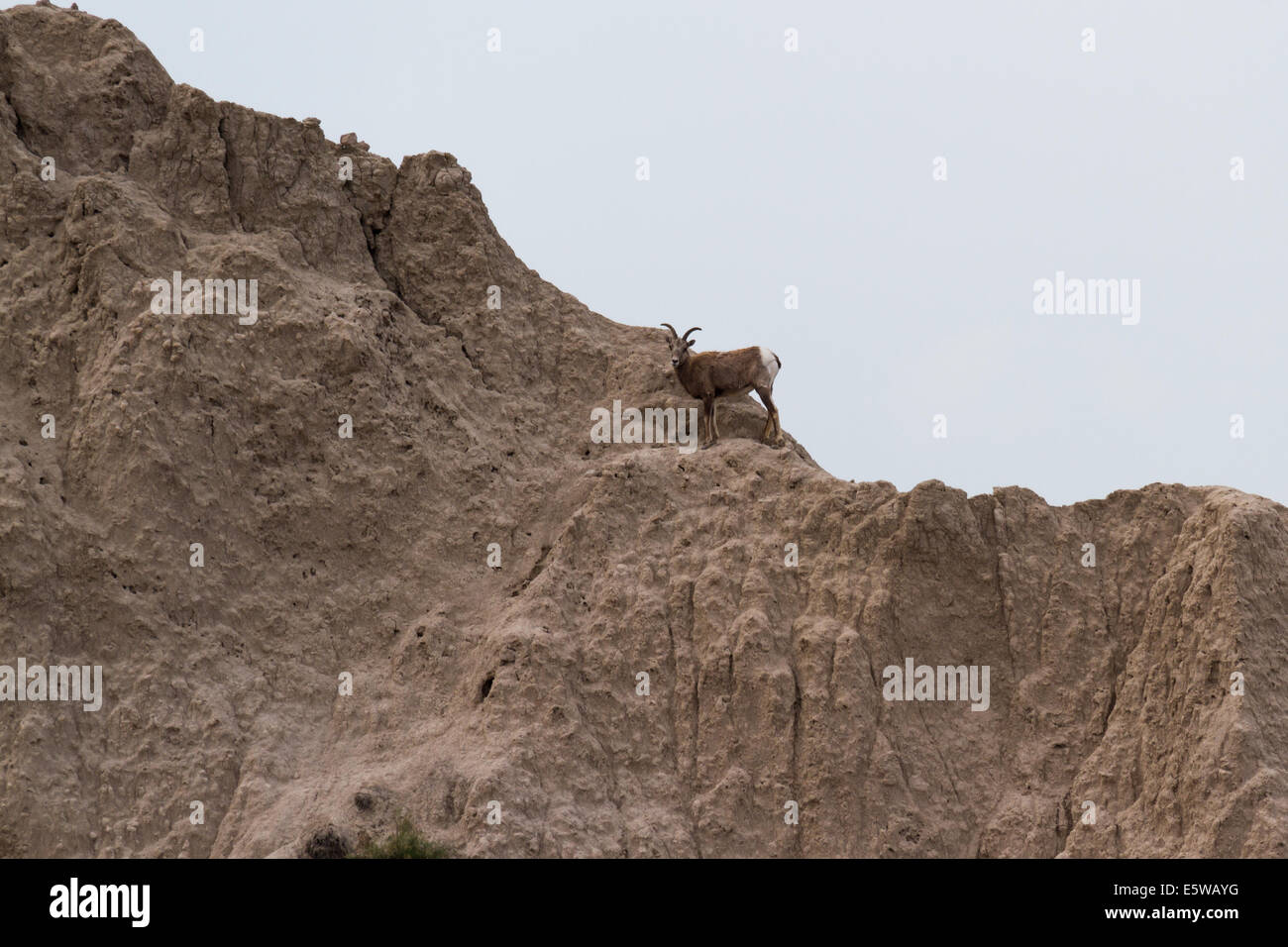 mountain goat standing on a narrow path on a rock formation in south ...