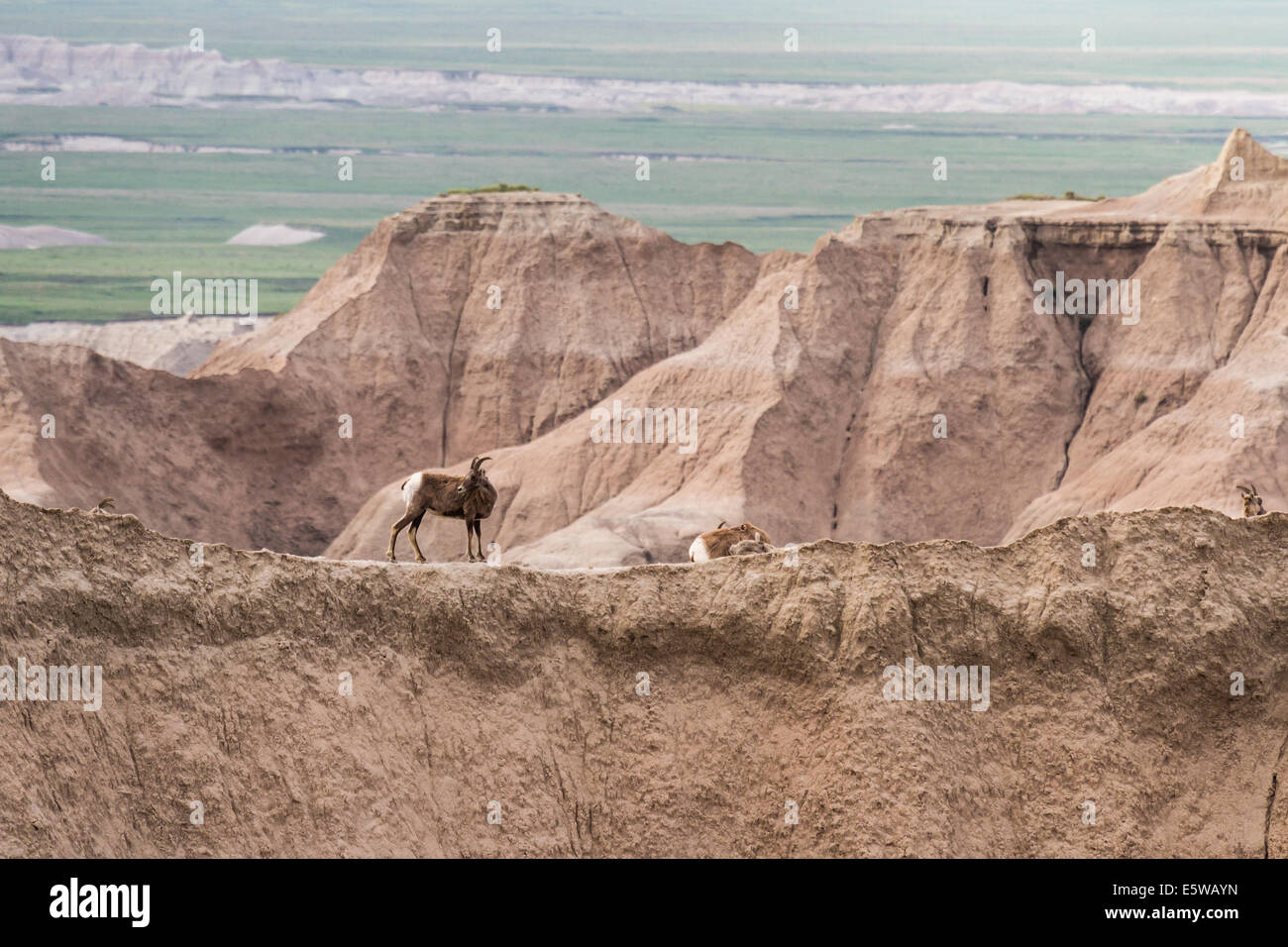 Mountain goat cliff dangerous hi-res stock photography and images - Alamy
