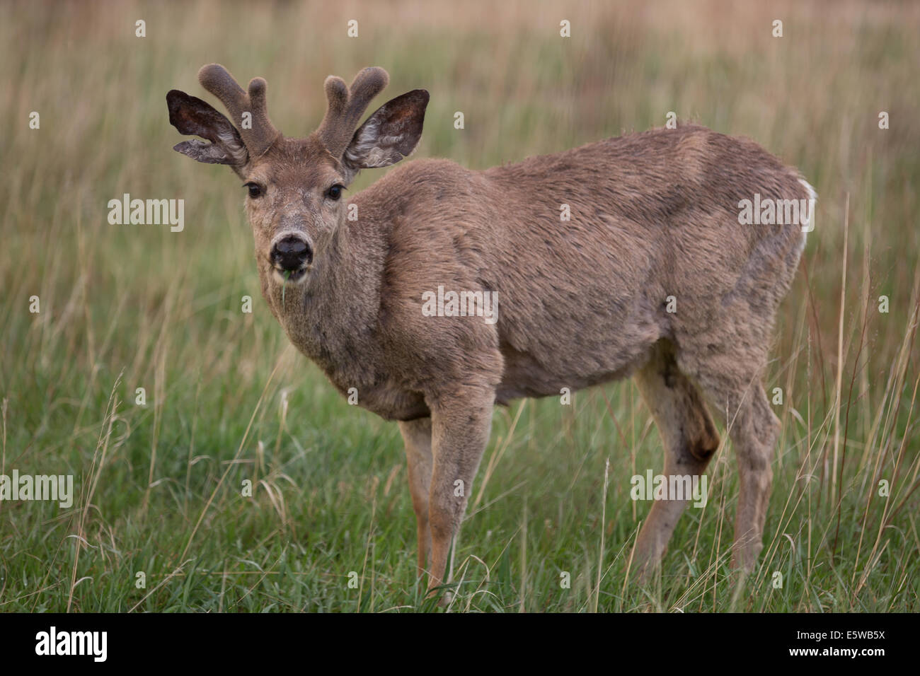 Deer graze along a portion of the front range outside of Denver ...
