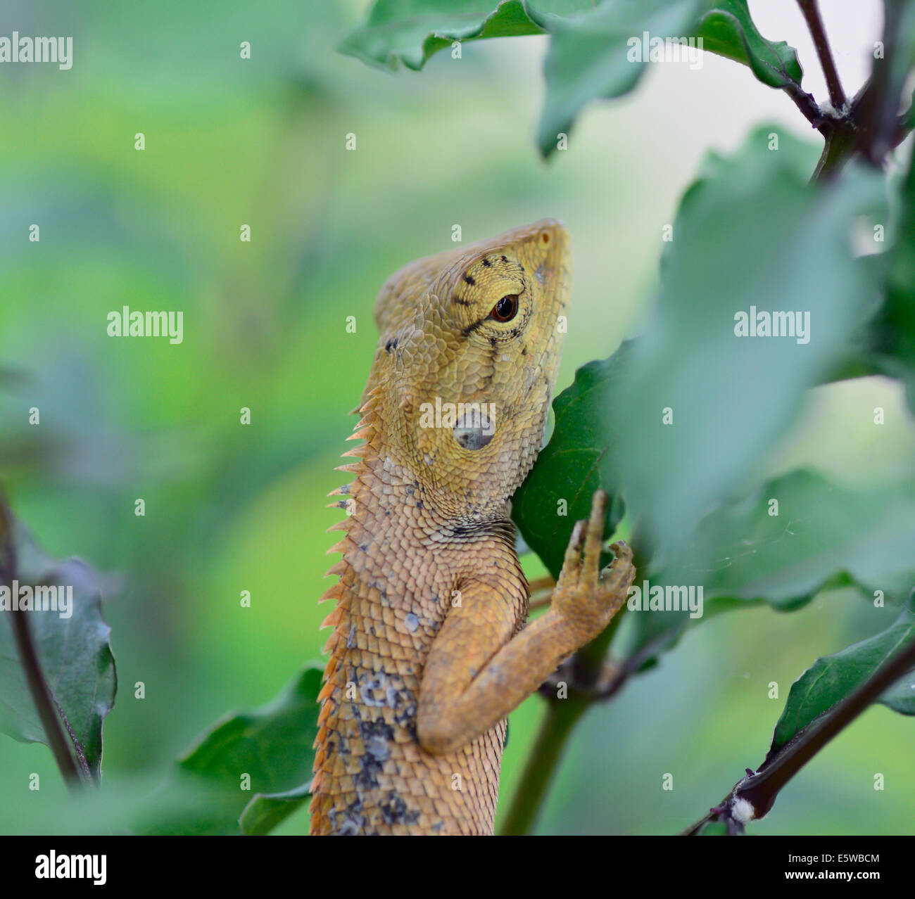 closeup side view of Oriental garden lizard (Calotes mystaceus) hanging ...