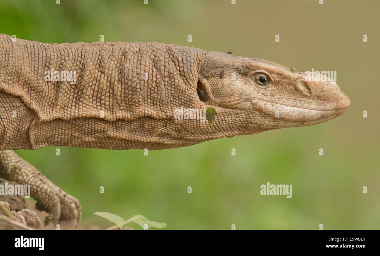 Bengal monitor (Varanus bengalensis) or common Indian monitor Stock ...