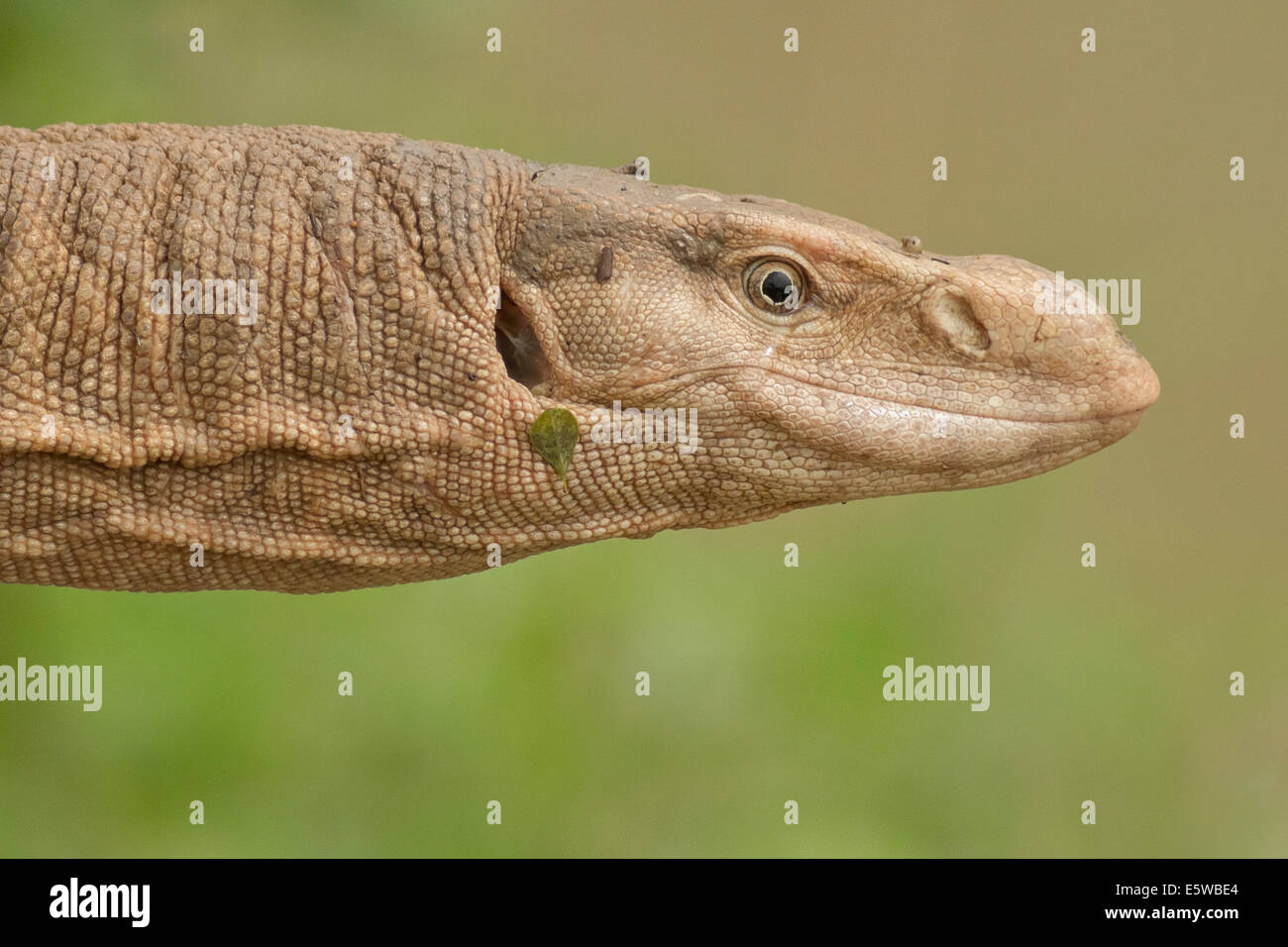 Bengal monitor (Varanus bengalensis) or common Indian monitor Stock ...