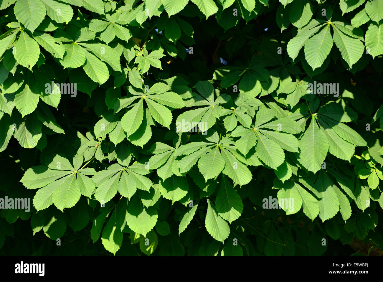 Horse chestnut tree leaves, Bushy Park, London, UK Stock Photo - Alamy