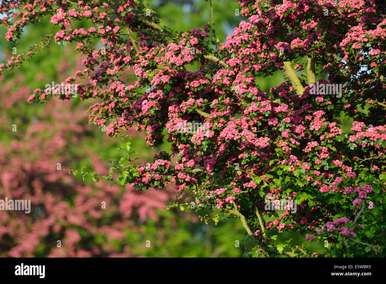 Hawthorn tree in bloom hi-res stock photography and images - Alamy