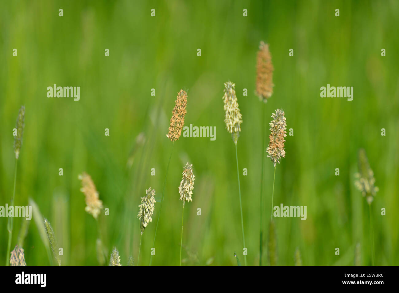 Flowering grasses, Bushy Park, London, UK Stock Photo - Alamy