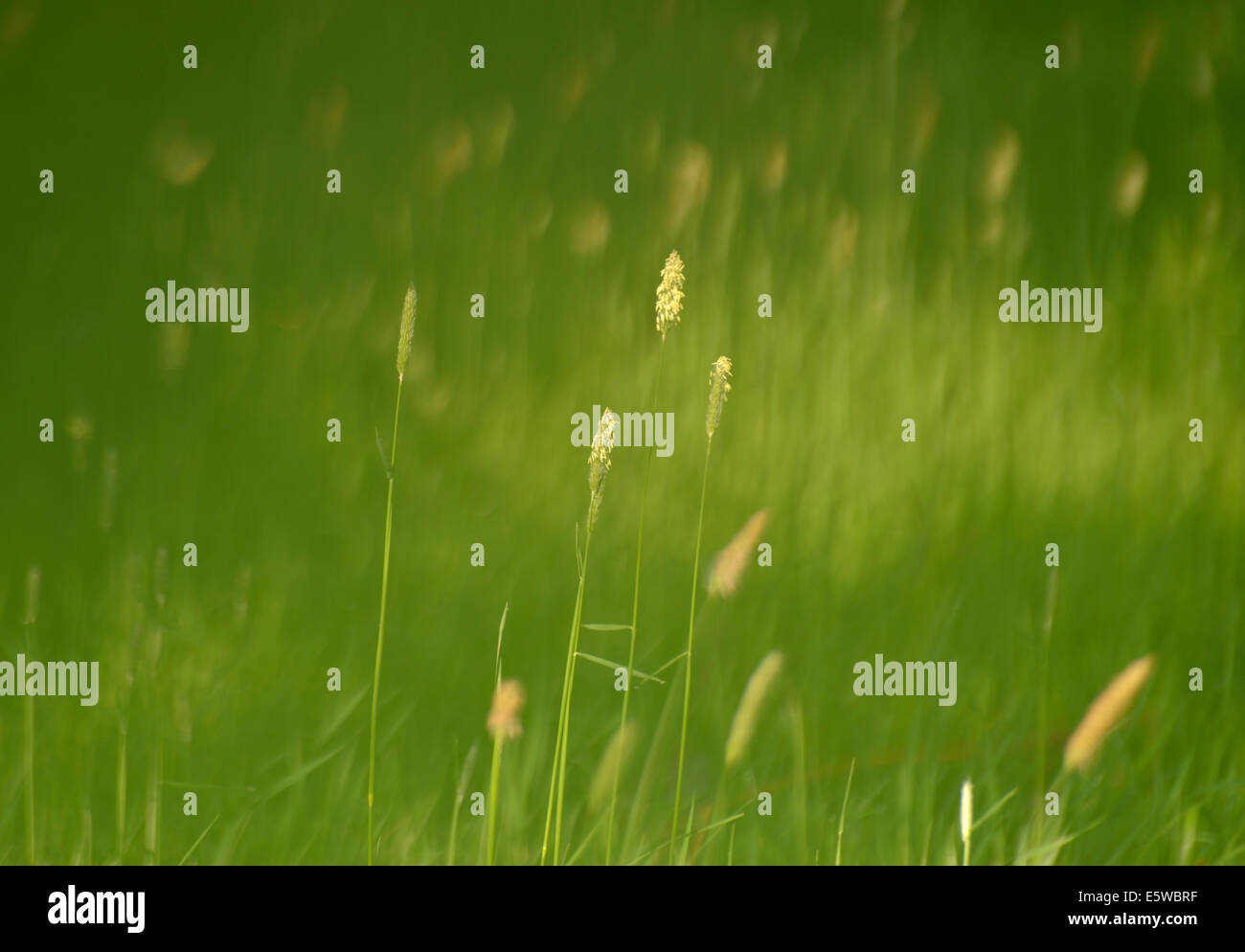 Flowering grasses, Bushy Park, London, UK Stock Photo - Alamy