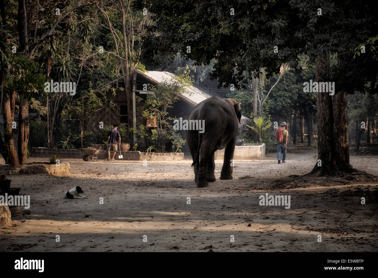 Elephant Thailand mahout. Rural Thailand village scene with elephant ...