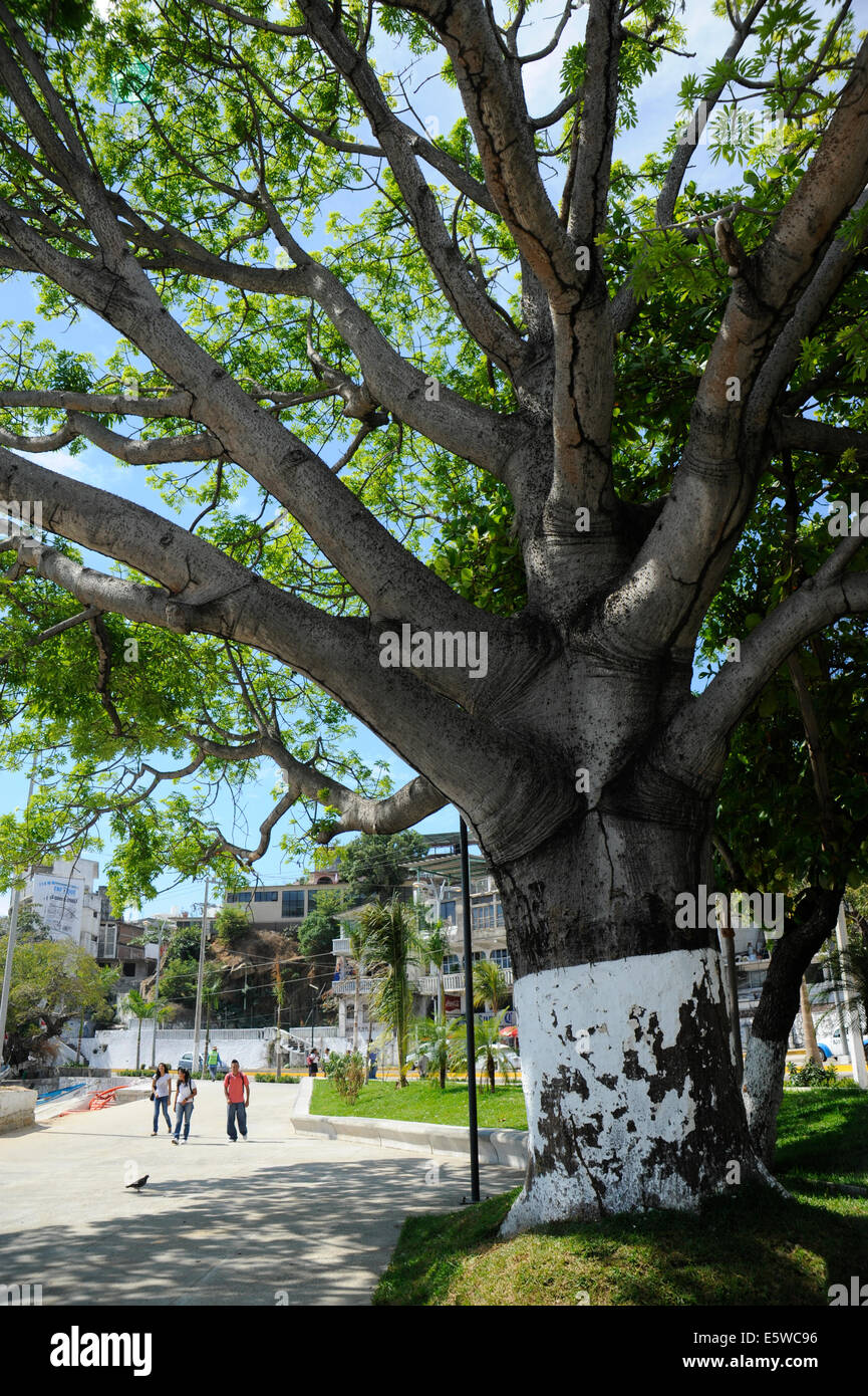Old tree along the coast in Acapulco, Mexico Stock Photo - Alamy