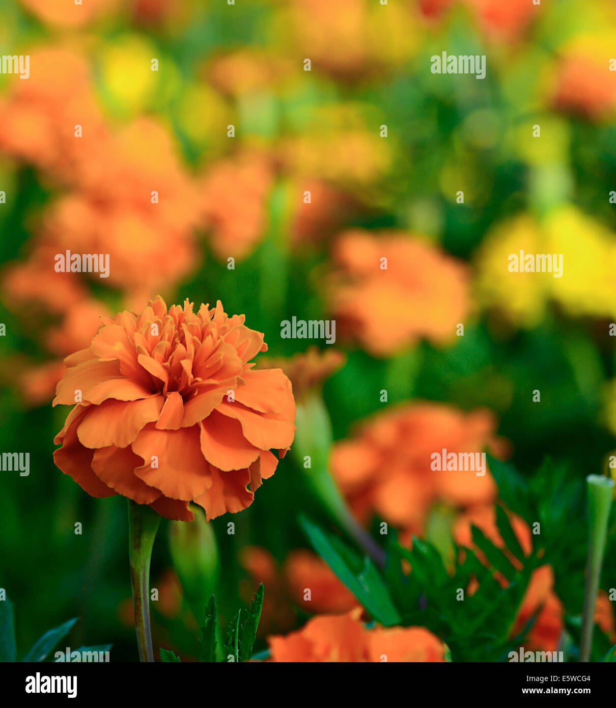African marigold hi-res stock photography and images - Alamy