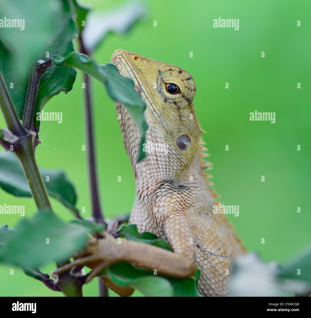 closeup side view of Oriental garden lizard (Calotes mystaceus) hanging ...