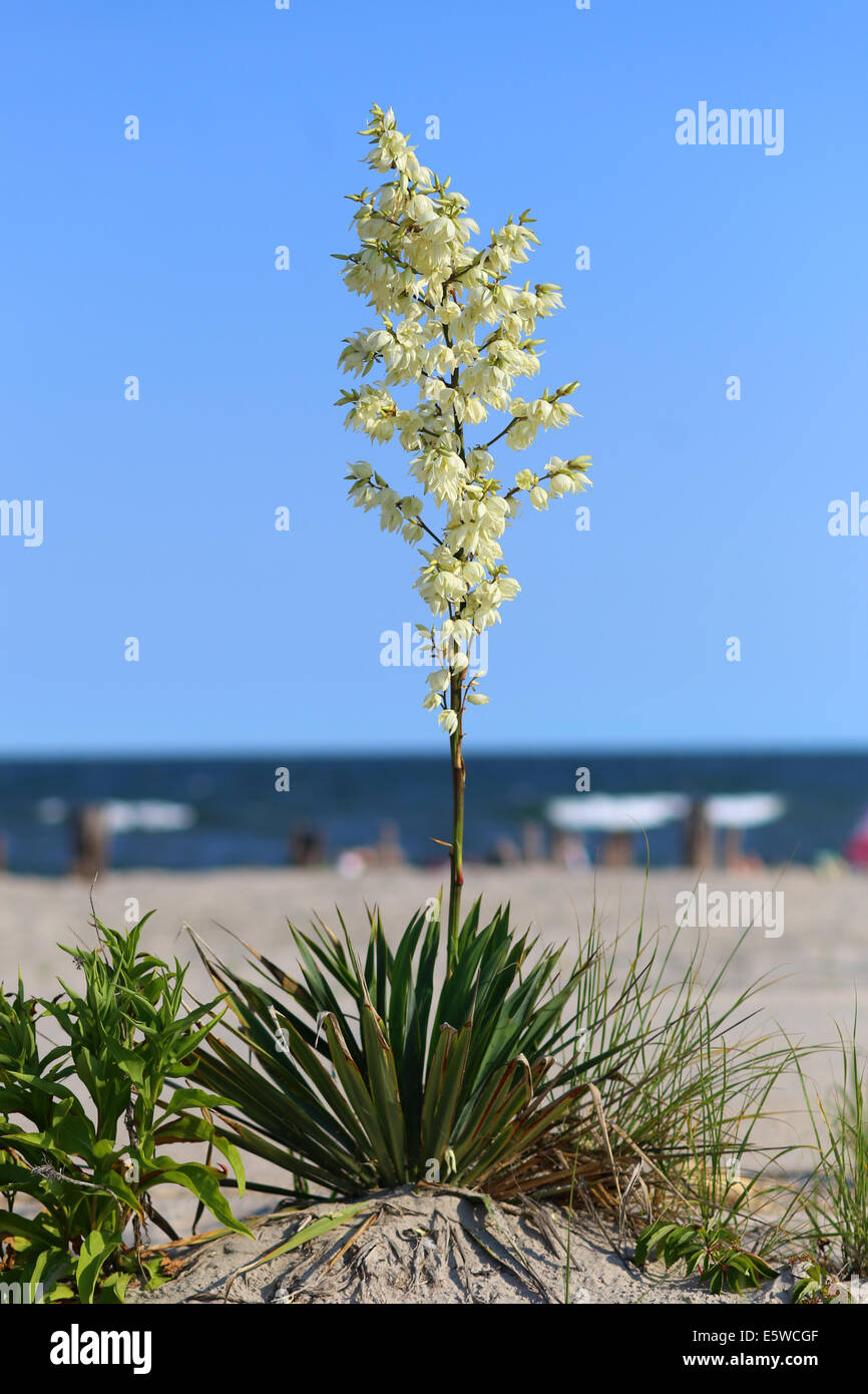 A flowering Adam's Needle, Yucca filamentosa at the beach Stock Photo ...
