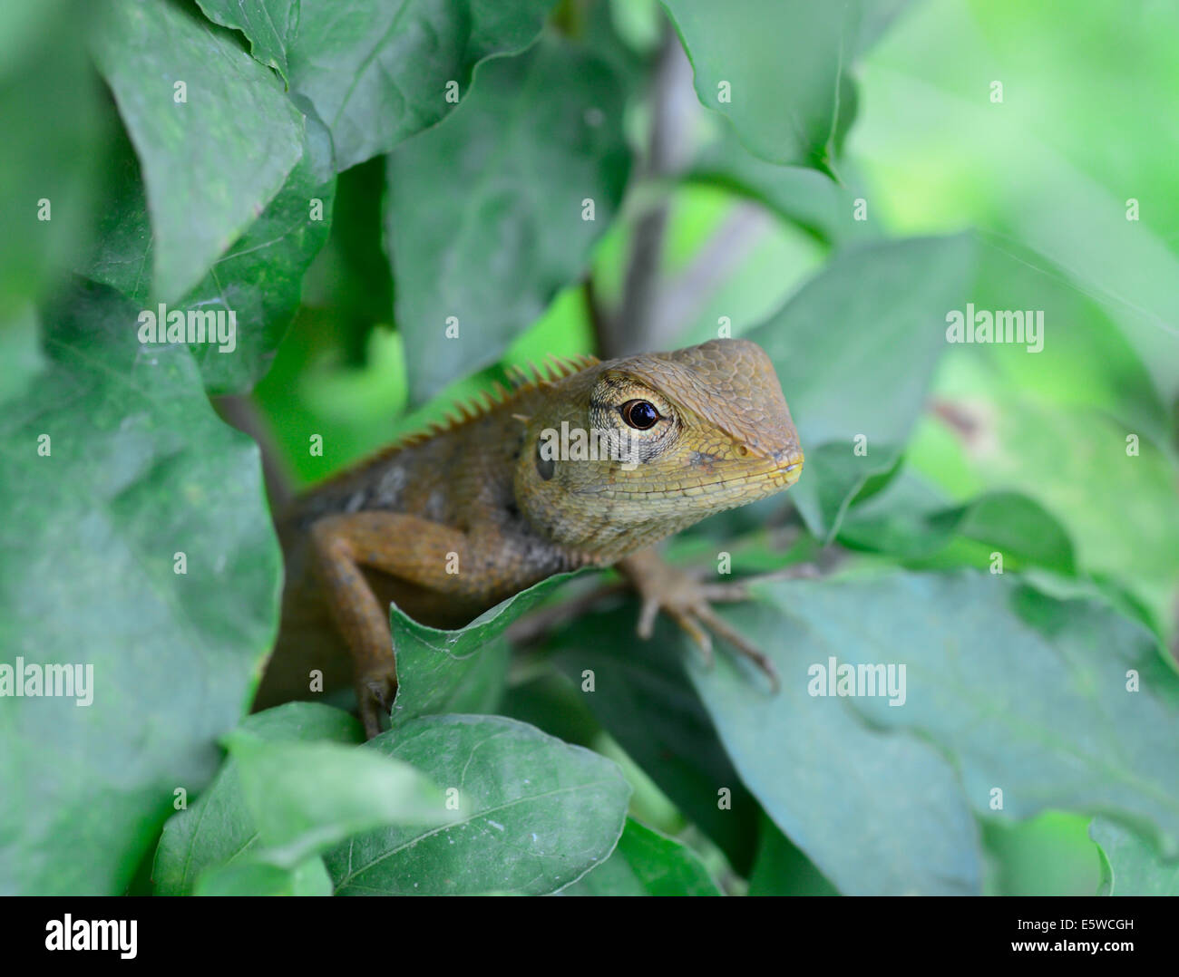 closeup of Oriental garden lizard (Calotes mystaceus) hanging on small ...