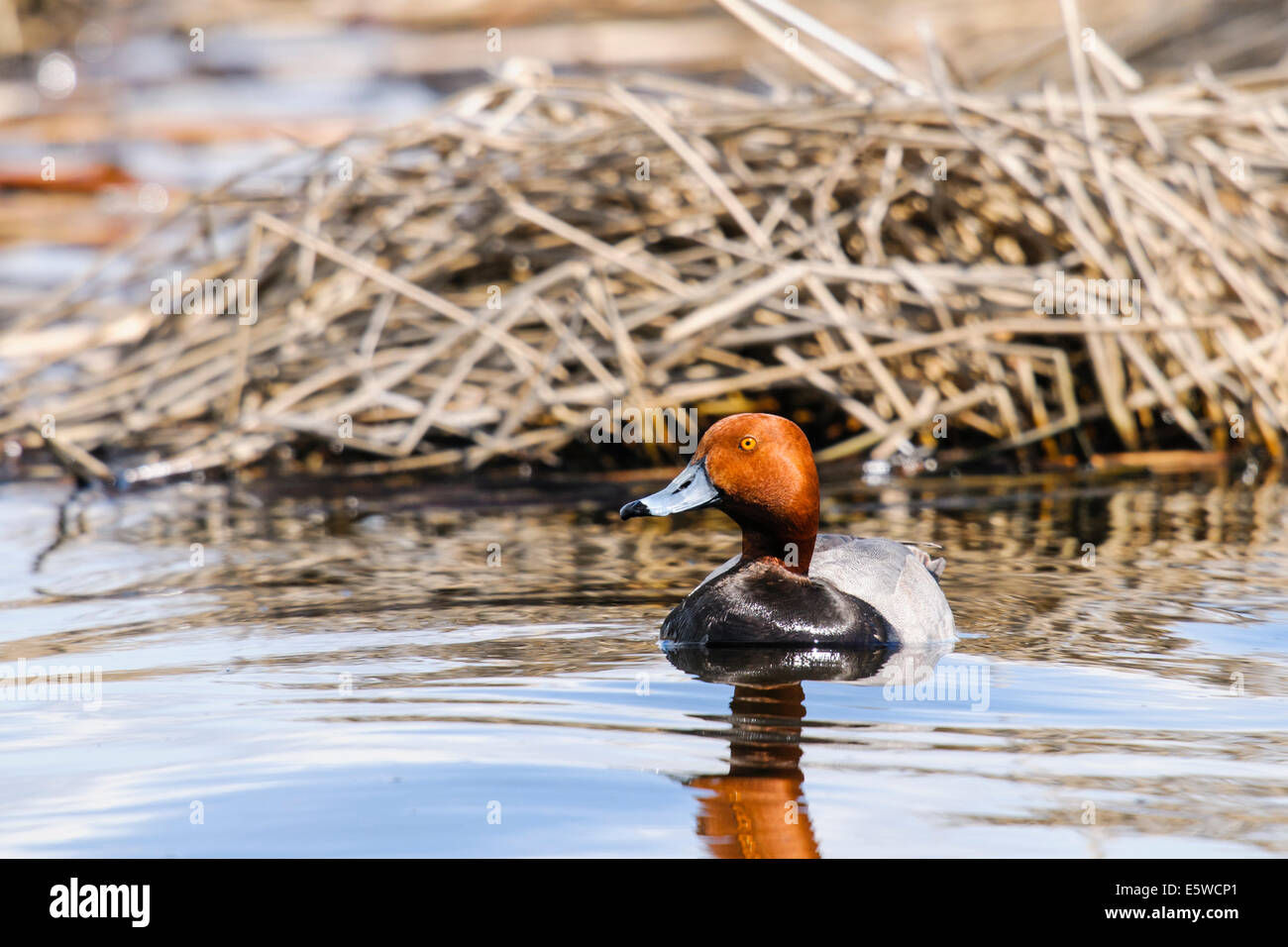 Redhead duck in a prairie wetland Stock Photo - Alamy