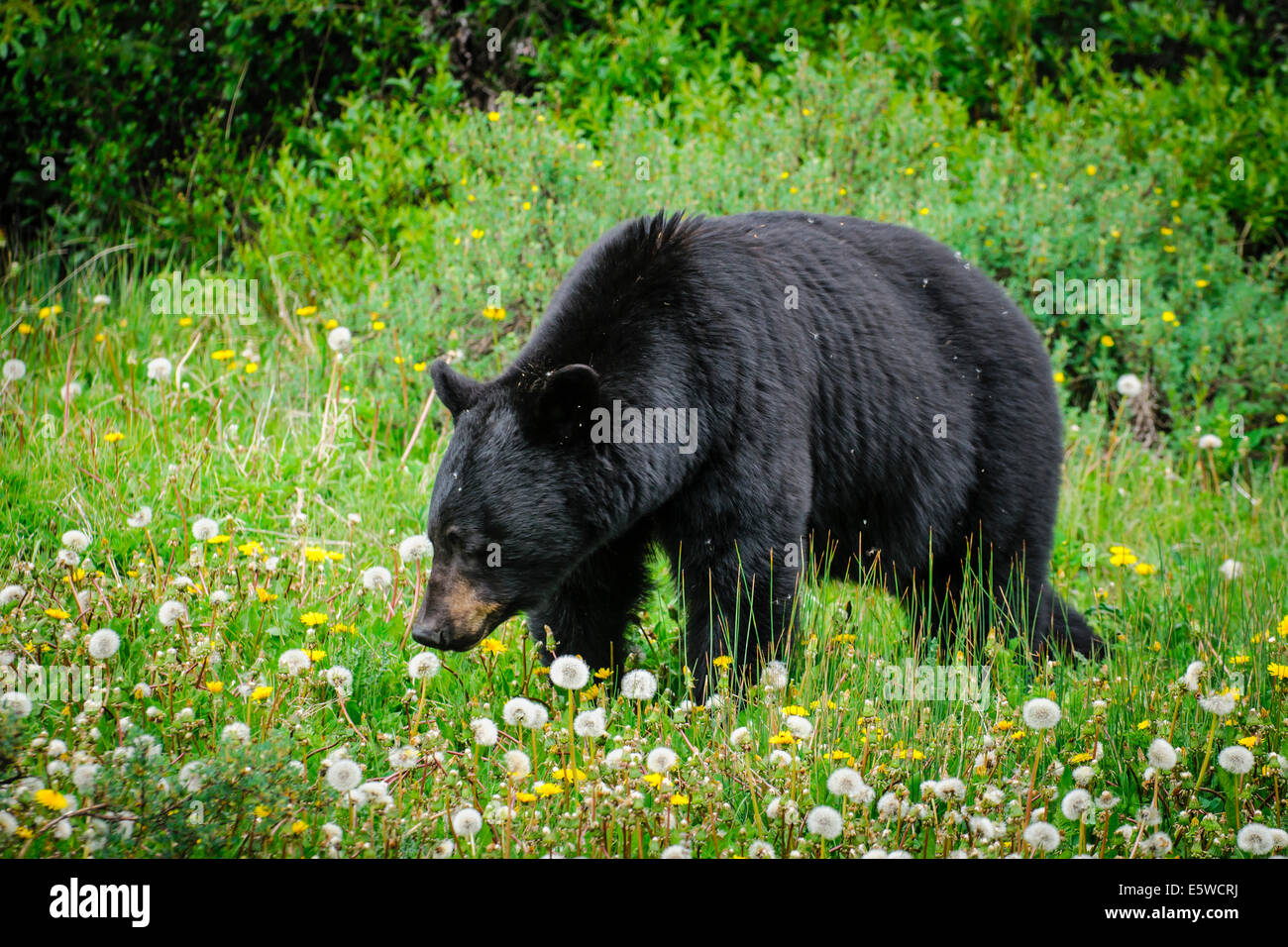 American Black Bear feeding on summer grass, Jasper National Park ...