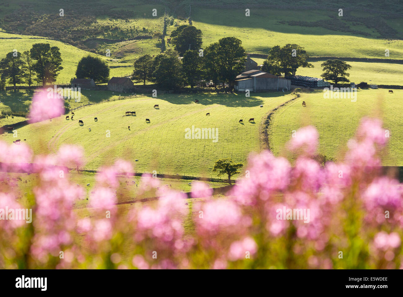 Bransdale in Upper Ryedale, The North York Moors, England Stock Photo ...