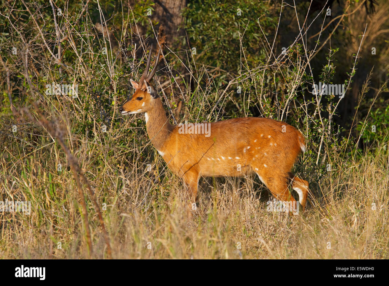 Bushbuck, (Tragelaphus scriptus) male Stock Photo - Alamy