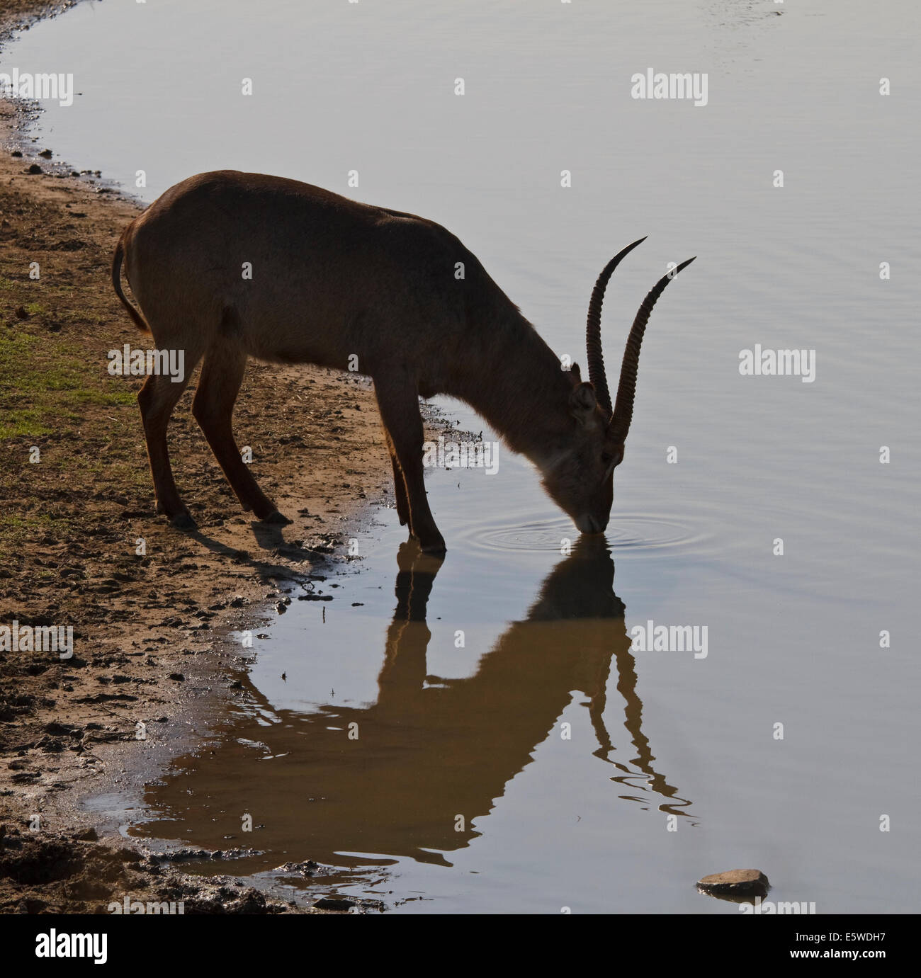 Ellipsen Waterbuck, Common Waterbuck (Kobus ellipsiprymnus ssp ...