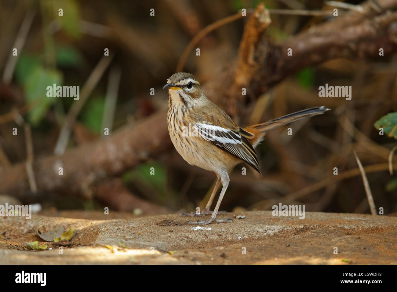 Red red robin hi-res stock photography and images - Alamy