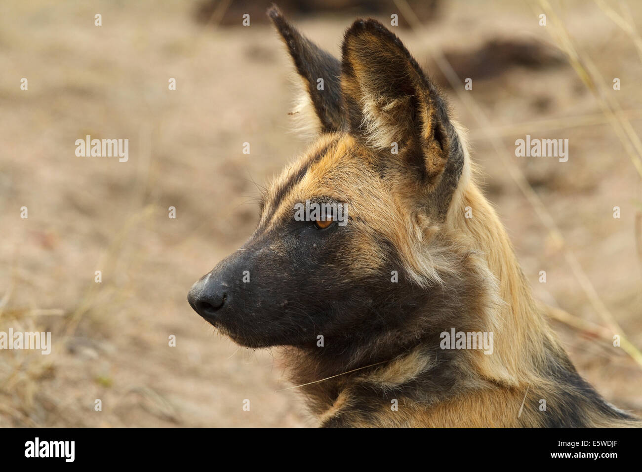 African Wild Dog (Painted Dog) (Lycaon pictus Stock Photo - Alamy