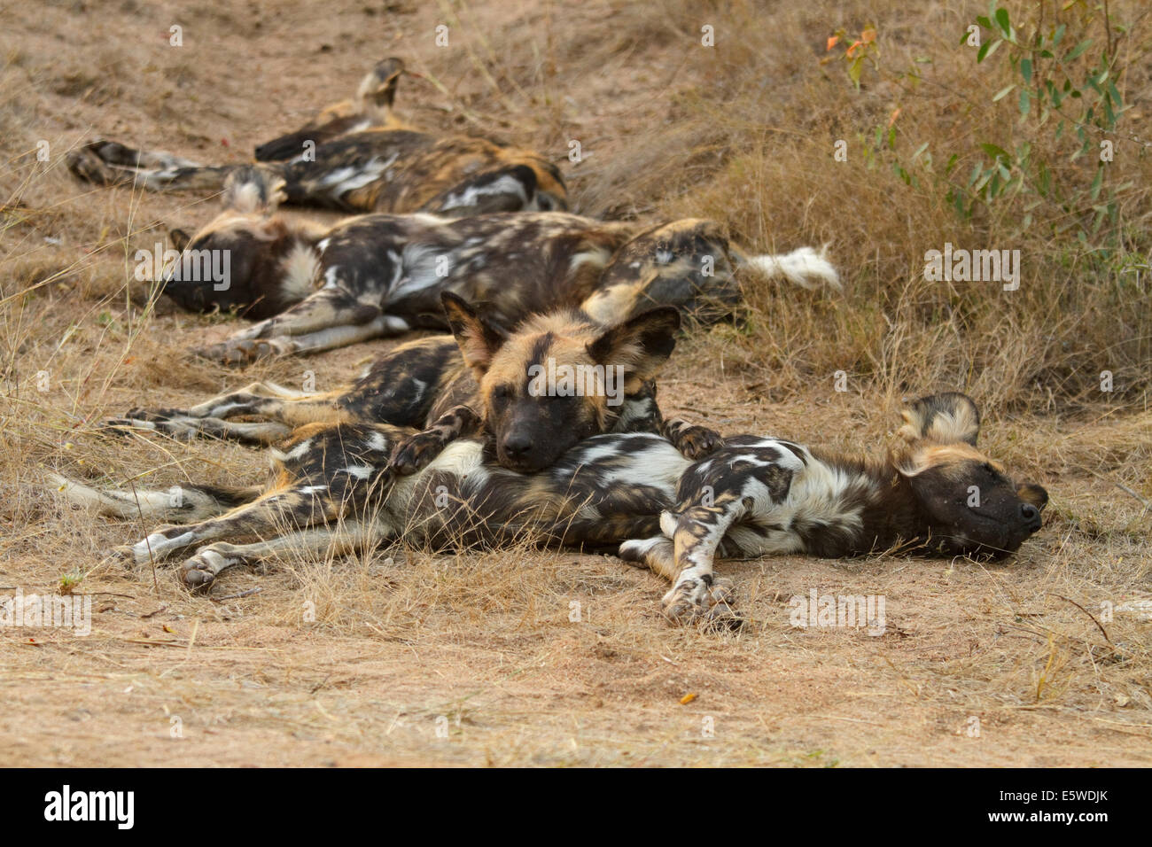 African Wild Dog (Painted Dog) (Lycaon pictus Stock Photo - Alamy
