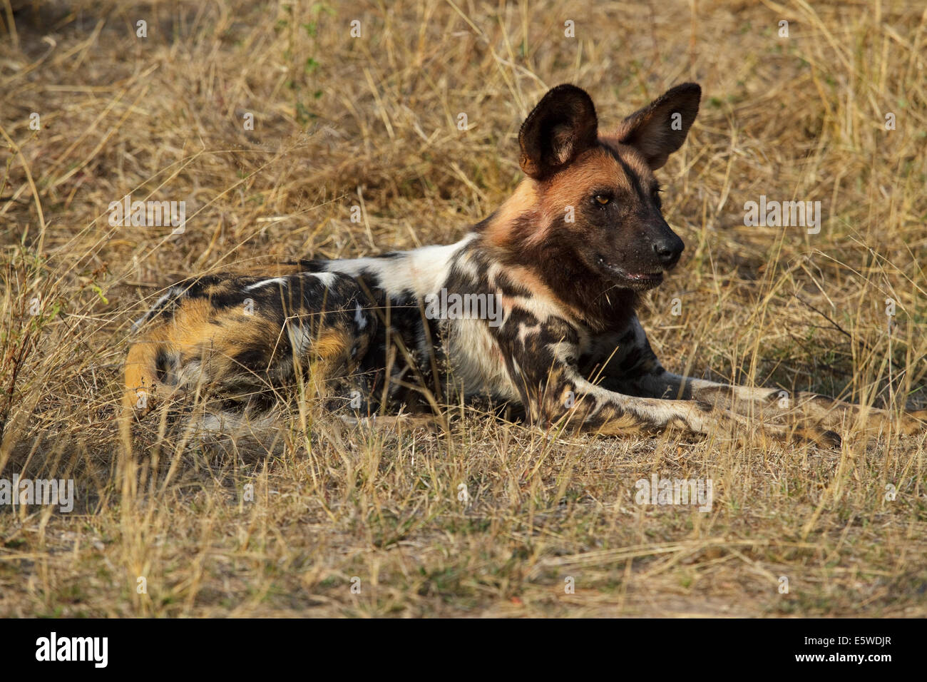African Wild Dog (Painted Dog) (Lycaon pictus Stock Photo - Alamy