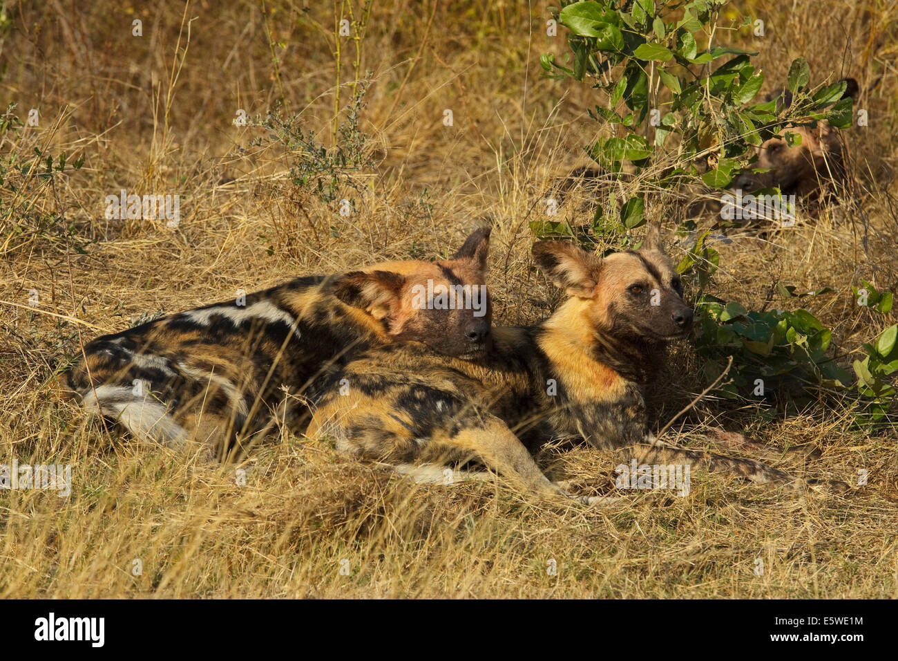 African Wild Dog (Painted Dog) (Lycaon pictus Stock Photo - Alamy