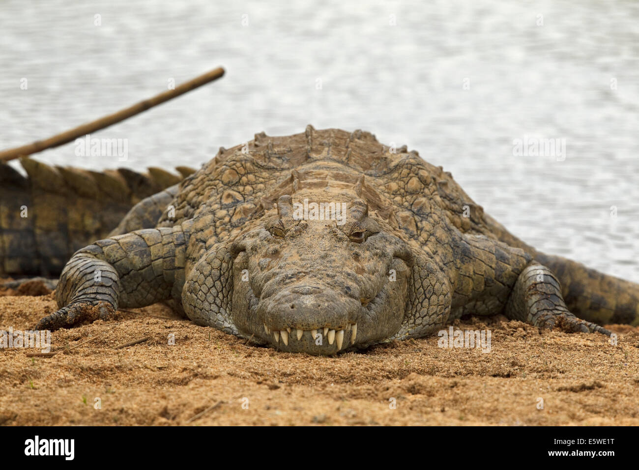 Crocodile crocodylus niloticus hi-res stock photography and images - Alamy