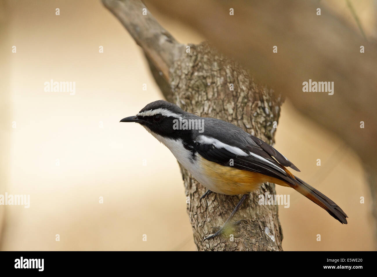 White throated robin hi-res stock photography and images - Alamy