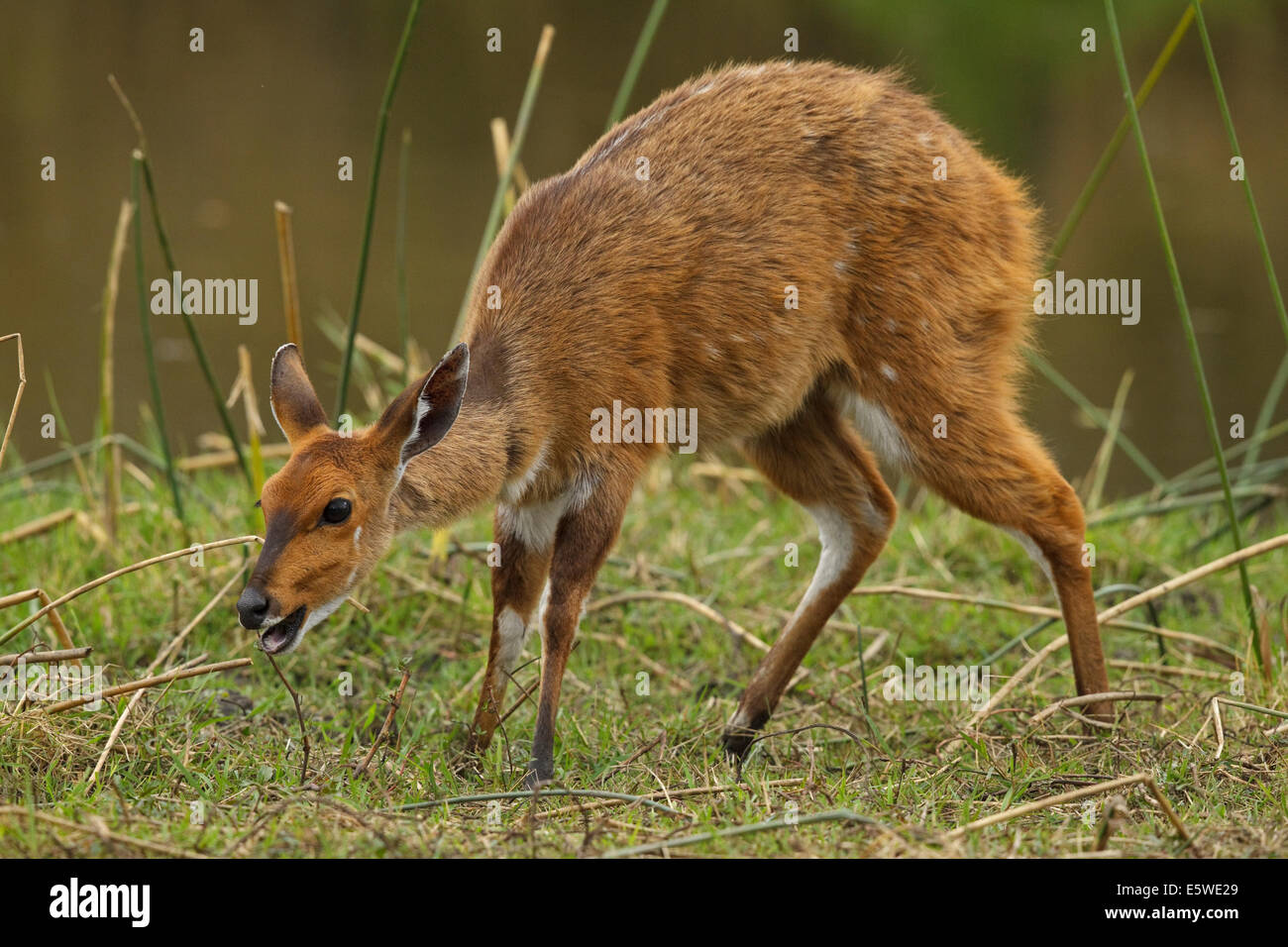 Bushbucktragelaphus scriptus female hi-res stock photography and images ...