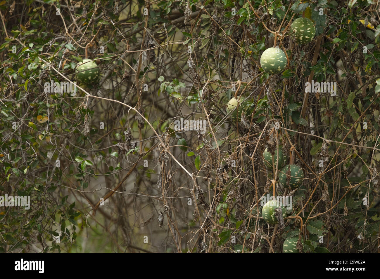 Calabash plant hi-res stock photography and images - Alamy