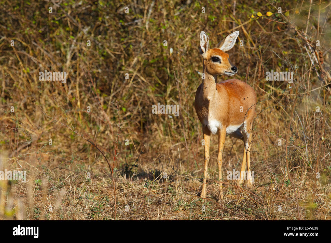 Raphicerus campestris hi-res stock photography and images - Alamy